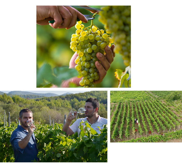 Wine & Oil - Visit Smokvica Brna